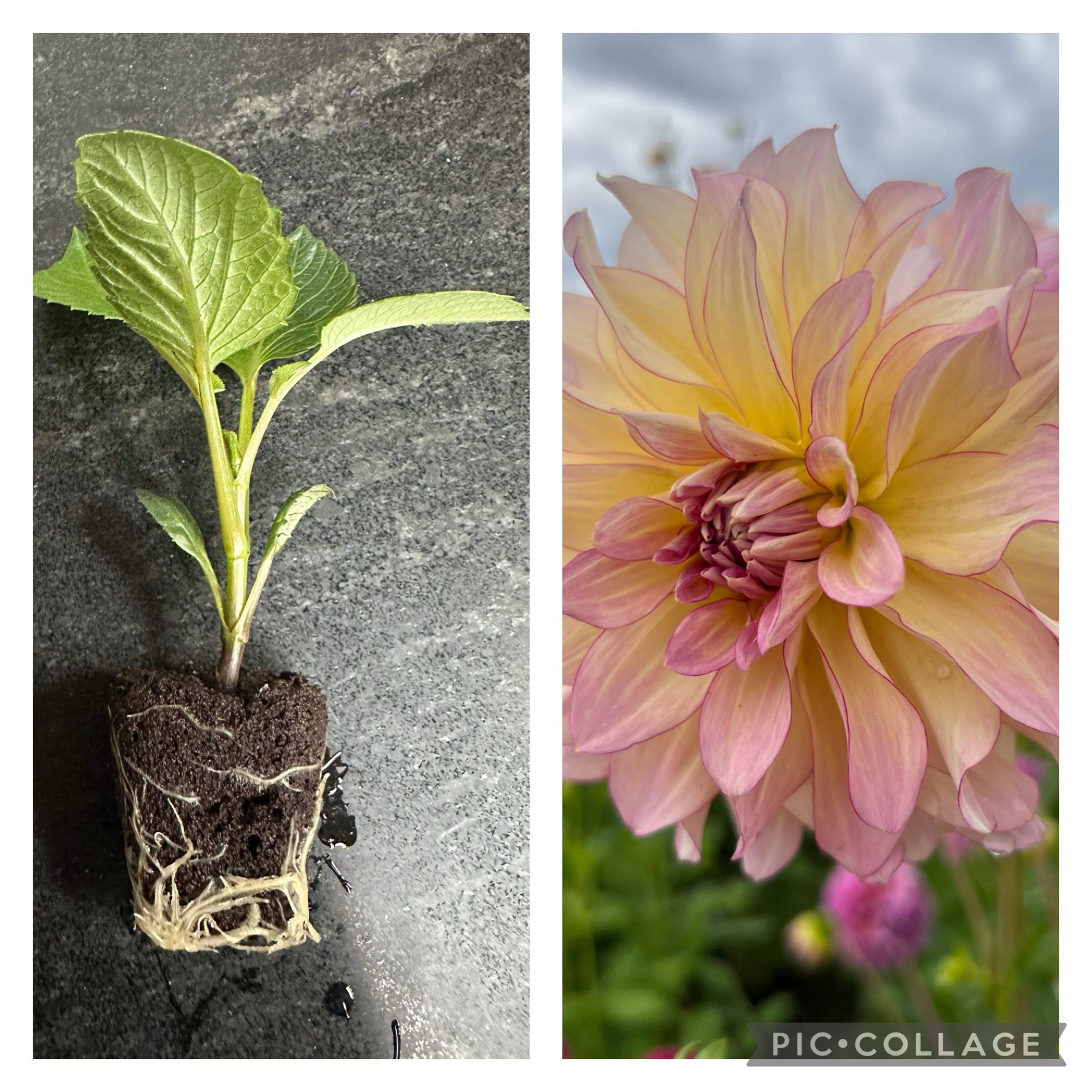 AC TWISP - Rooted Cutting – Dahlias on the Methow